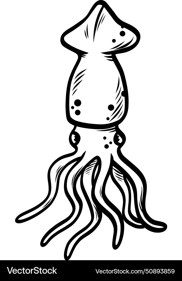 Squid Drawings