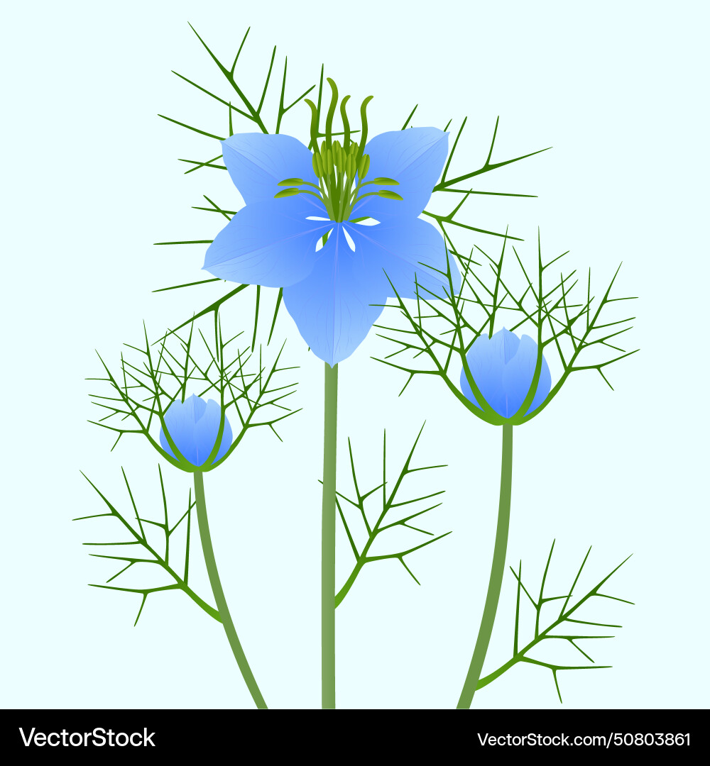 Nigella damask flowers with buds Royalty Free Vector Image