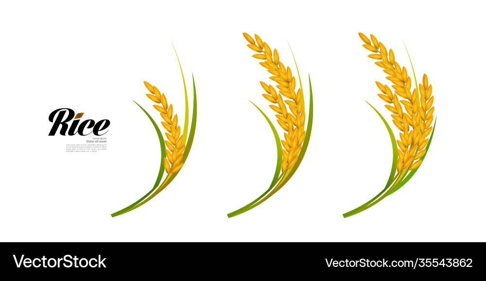 Premium rice great quality design concept Vector Image