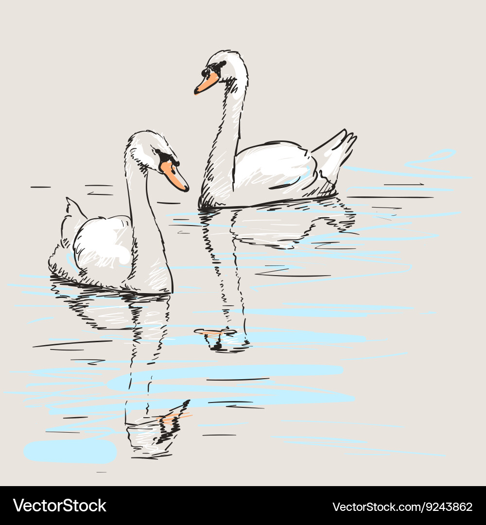 Swan Royalty Free Vector Image - VectorStock