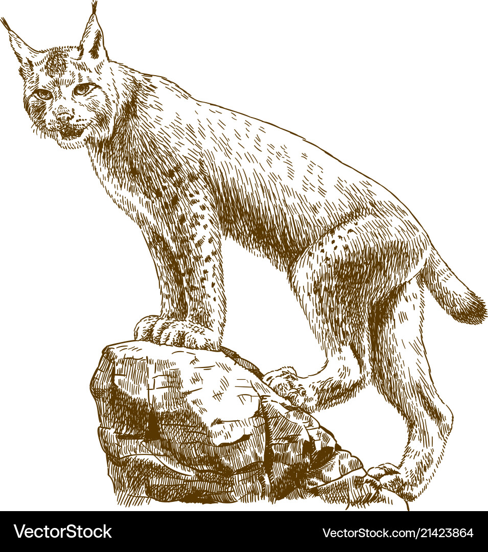 Engraving of lynx linx Royalty Free Vector Image