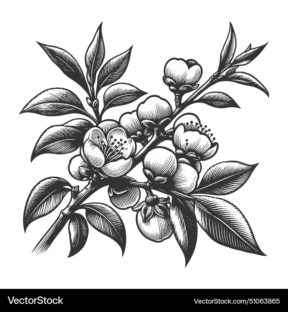 Blossom flower fruit tree branch engraving Vector Image