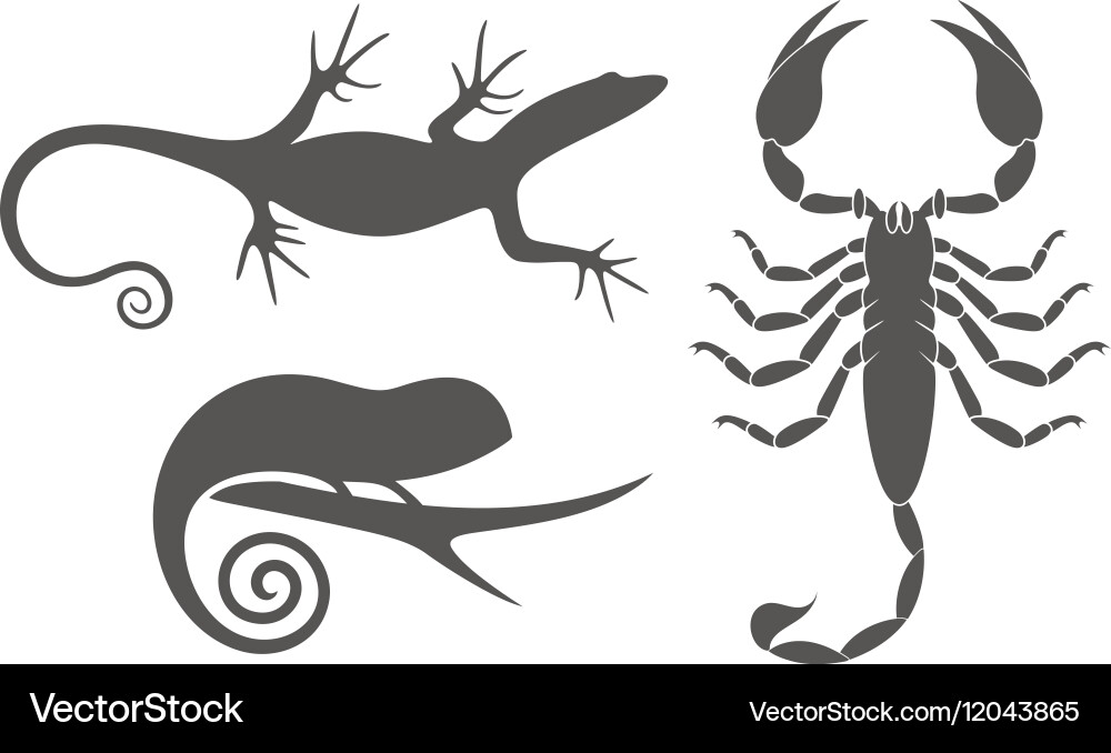 Exotic animals Royalty Free Vector Image - VectorStock