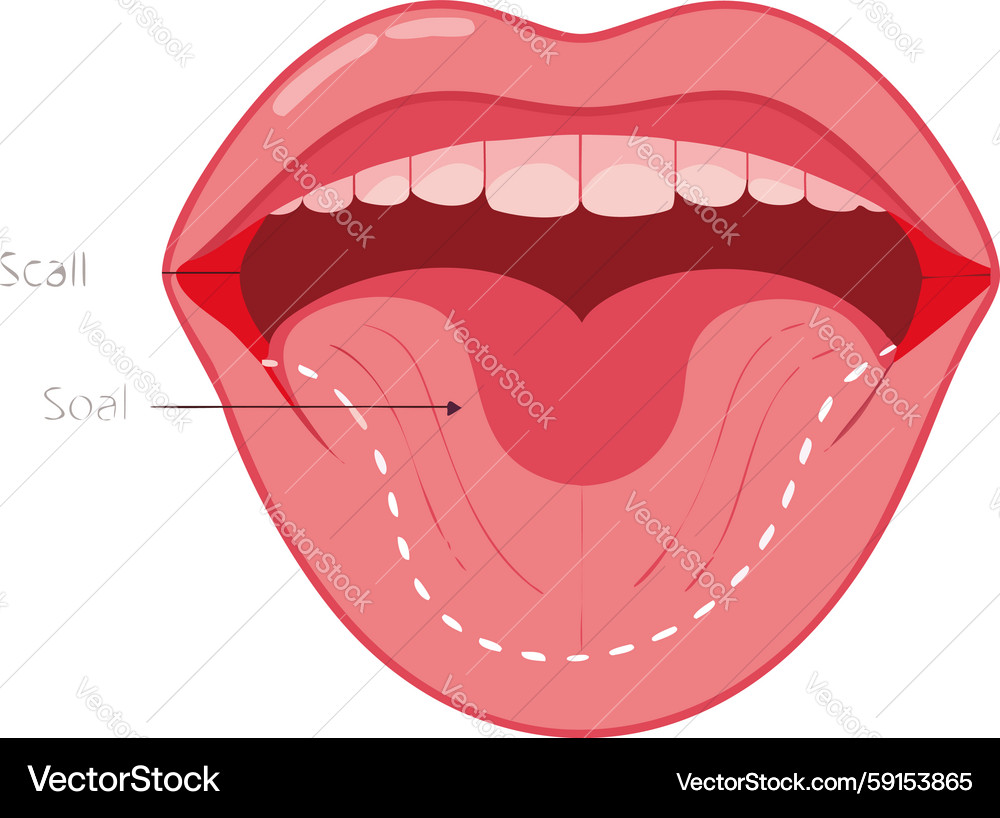 Human Tongue Taste Map Diagram Royalty Free Vector Image