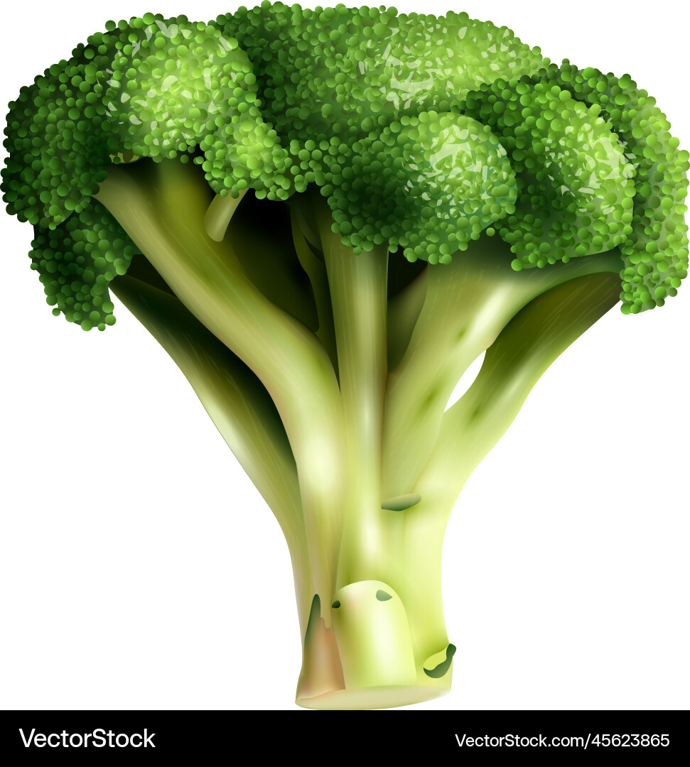 Realistic broccoli sprout composition Royalty Free Vector