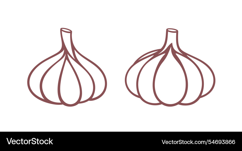 Garlic Royalty Free Vector Image - VectorStock