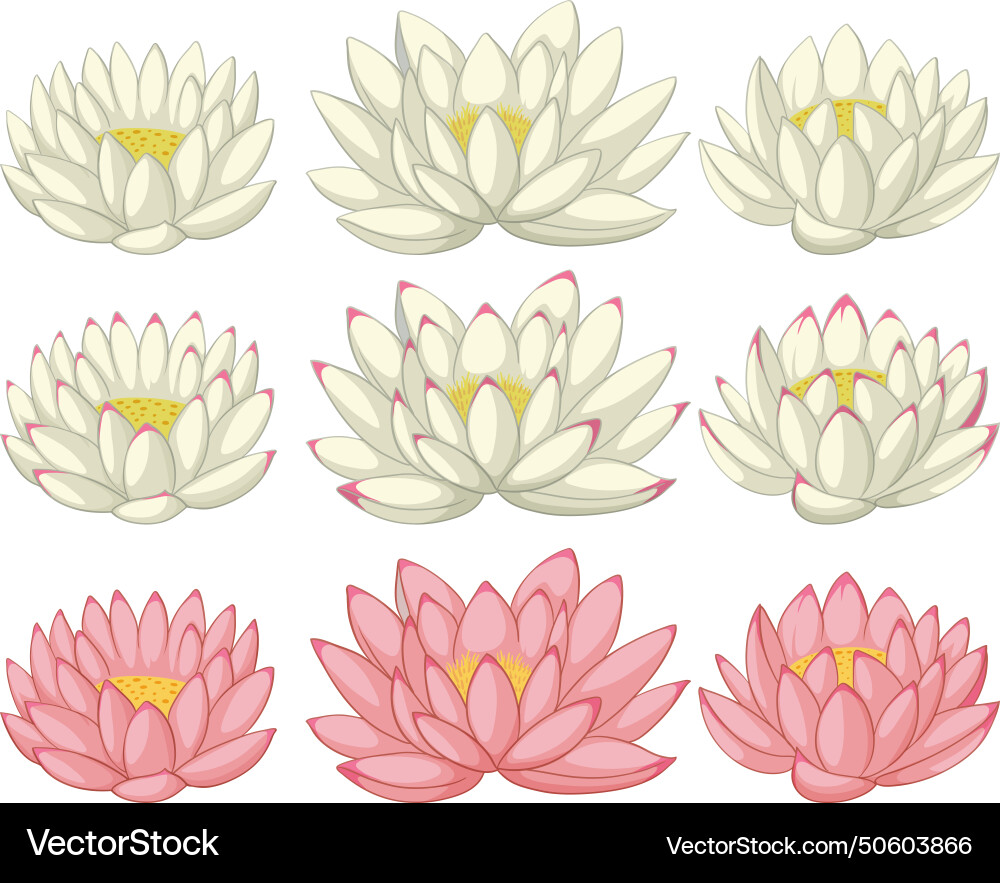 Lotus flowers in bloom Royalty Free Vector Image