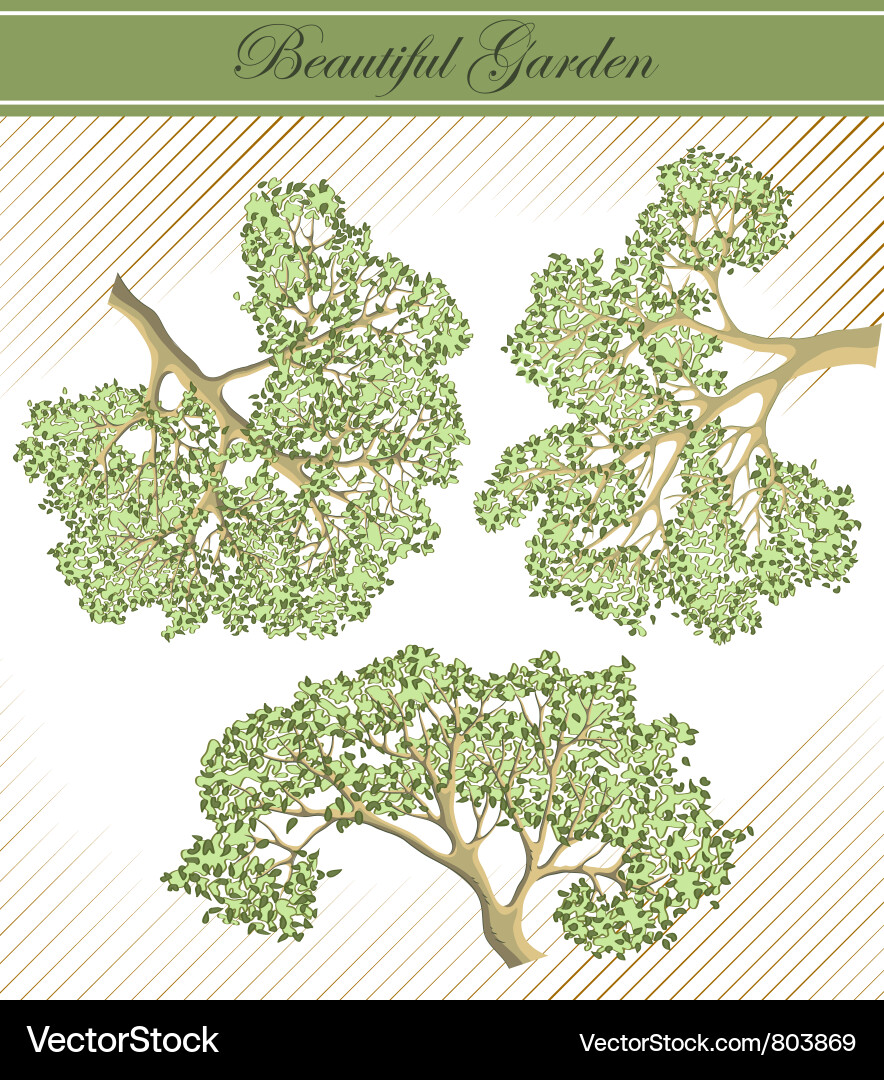 Detailed branches of trees Royalty Free Vector Image