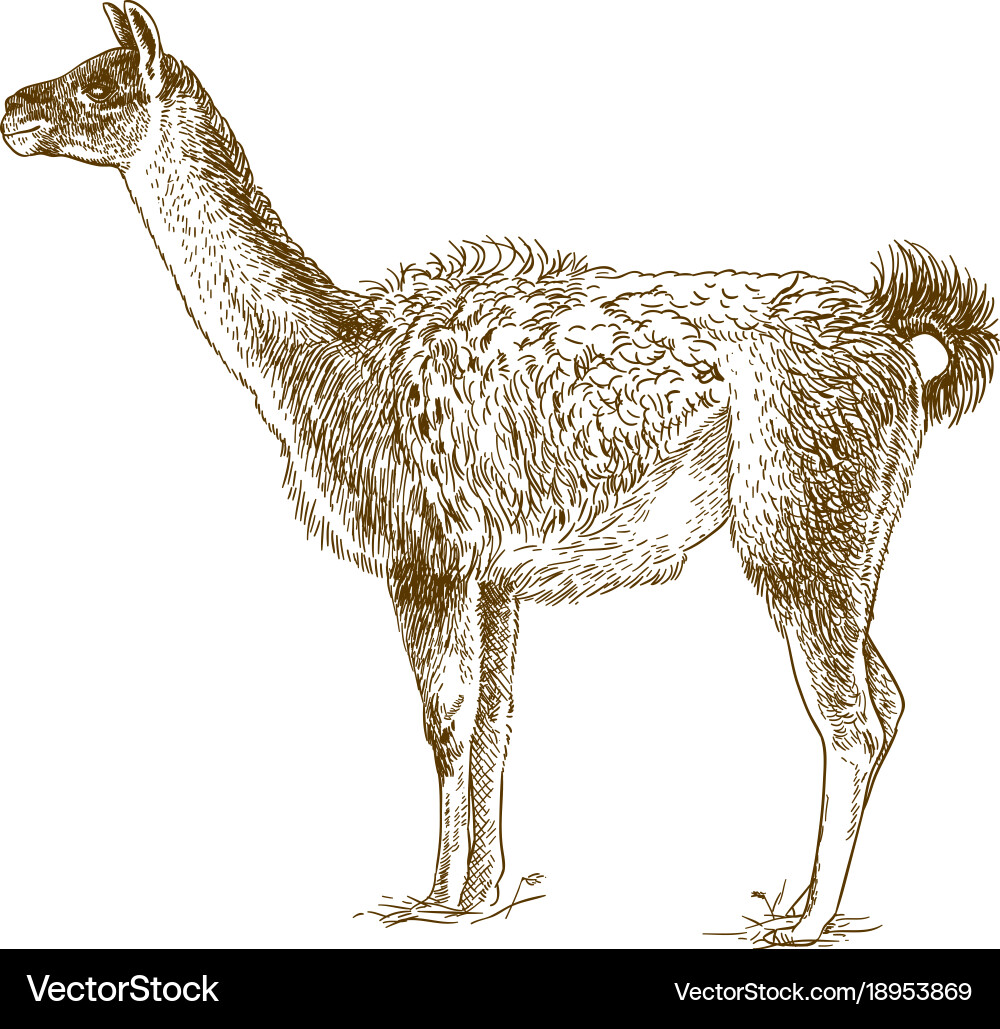 Etching drawing of lama Royalty Free Vector Image