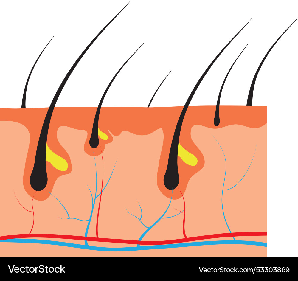 Human hair diagram Royalty Free Vector Image - VectorStock