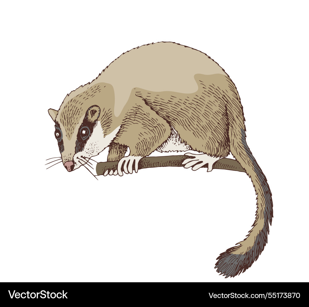 Forest dormouse hand drawn Royalty Free Vector Image