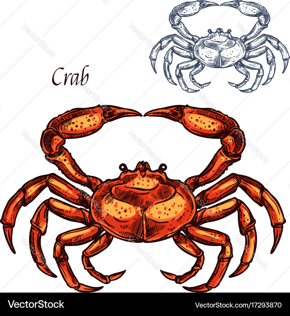 Red crab animal isolated sketch Royalty Free Vector Image