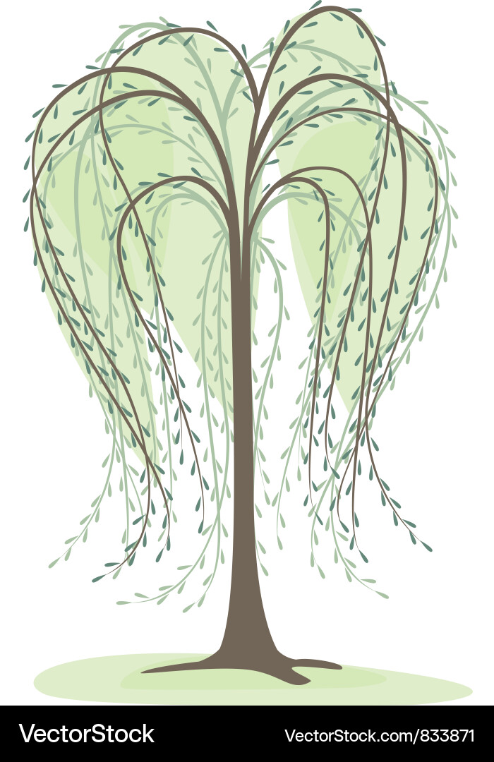 Willow Royalty Free Vector Image - VectorStock