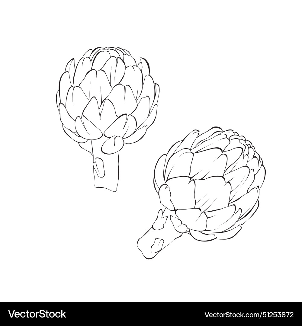 Artichoke vegetable outline hand drawn Royalty Free Vector