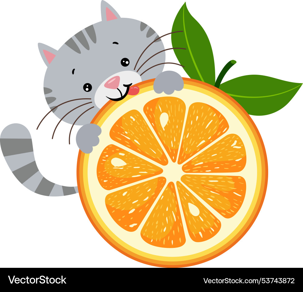 Cute cat eating orange slice Royalty Free Vector Image