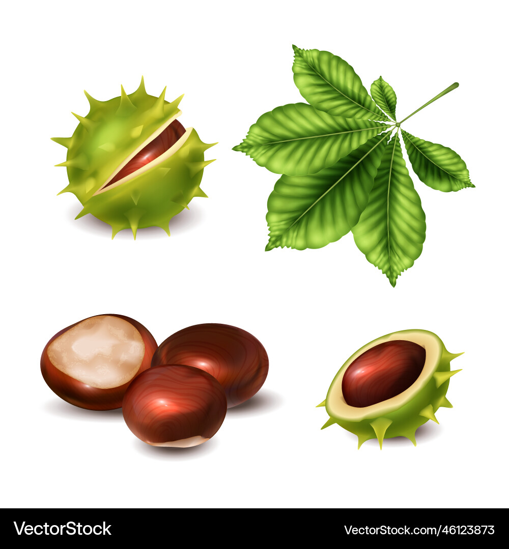 Chestnut realistic plant set Royalty Free Vector Image