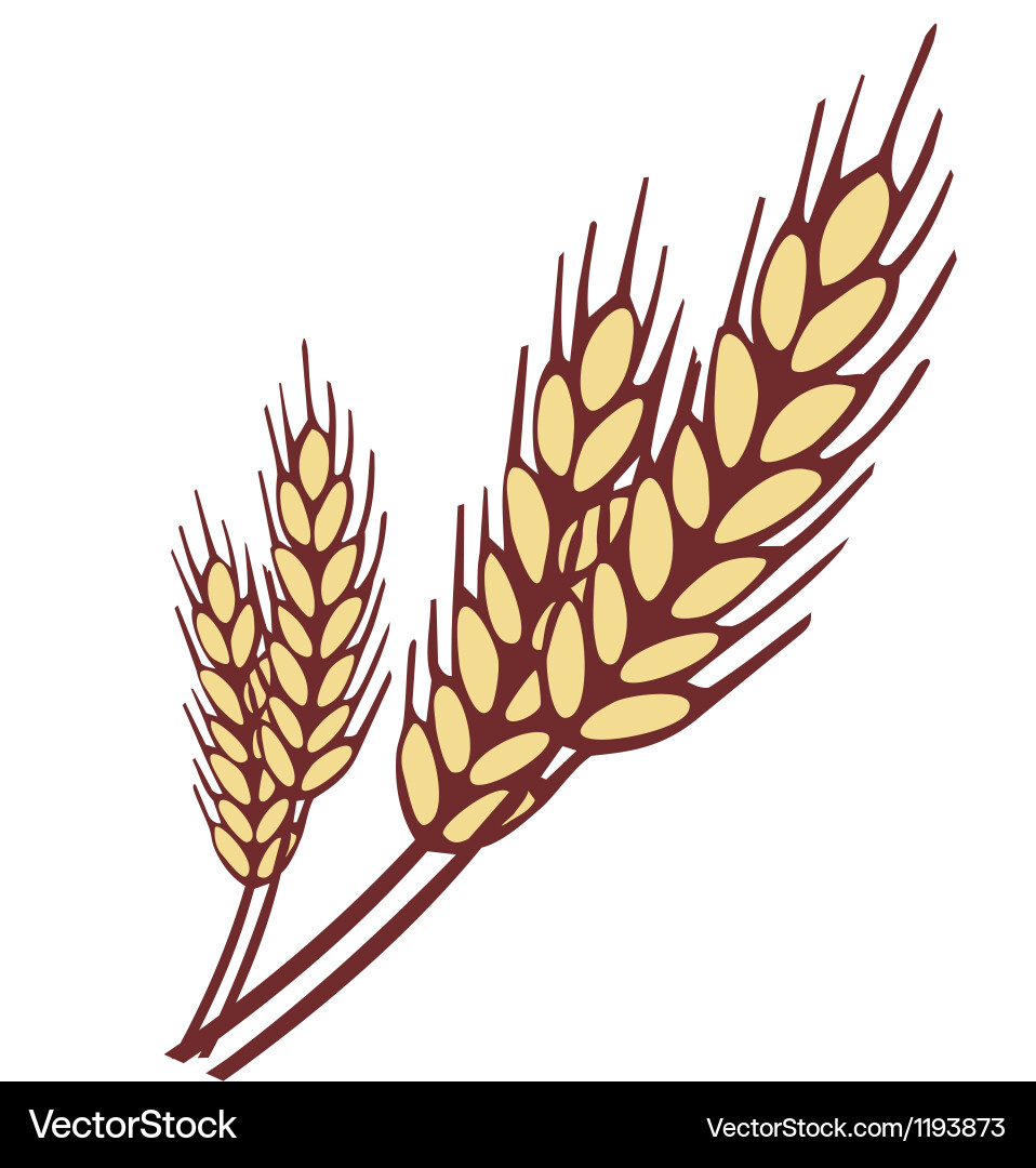 Barley Growth Vector Images (over 5,000)