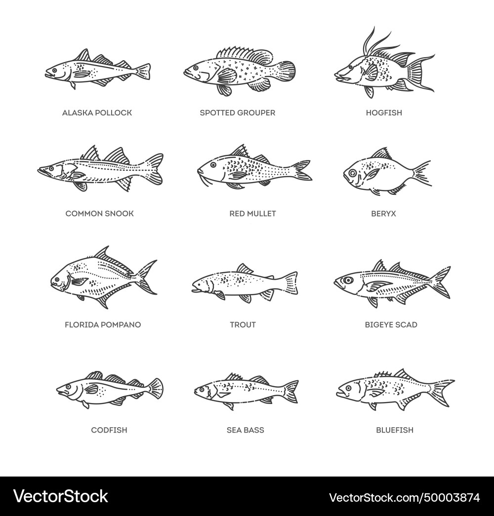 Saltwater fish set types marine and ocean Vector Image