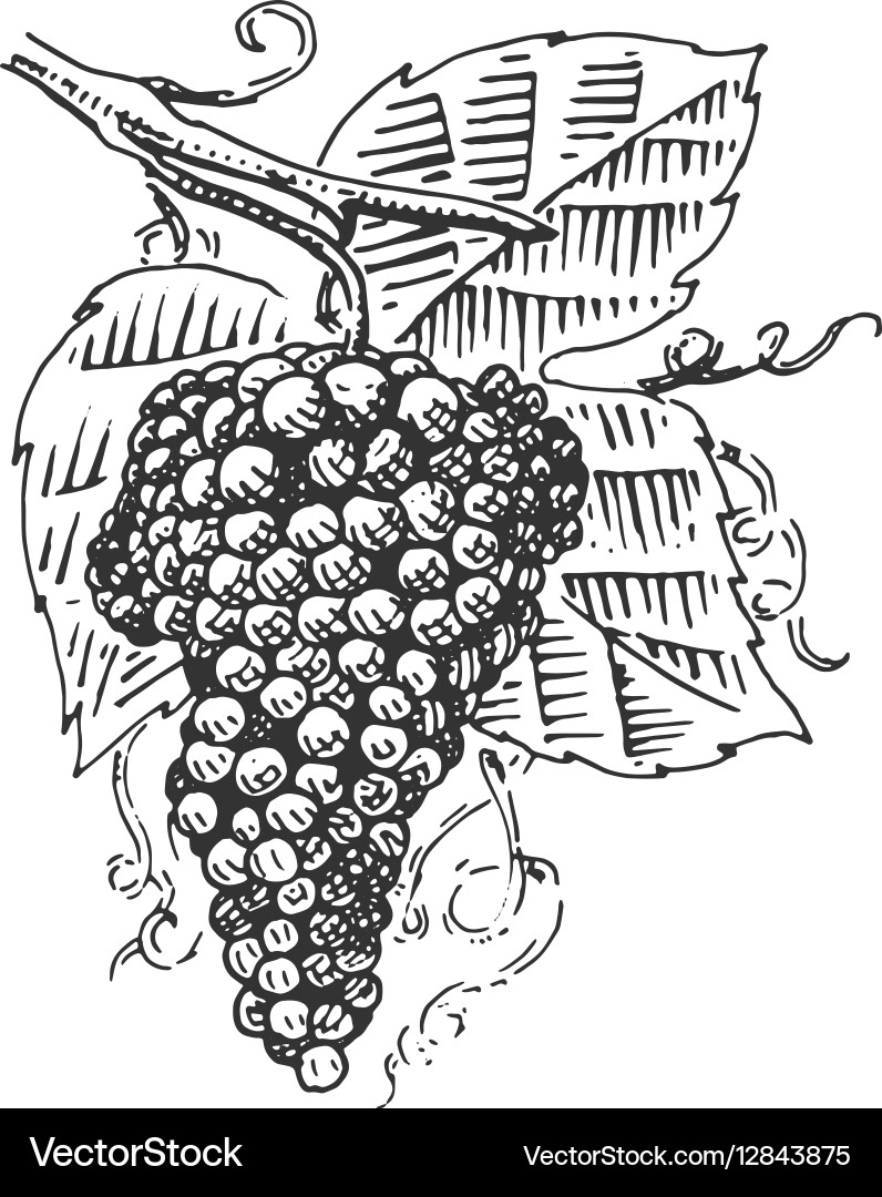 Grape with leaves for wine engraved Royalty Free Vector
