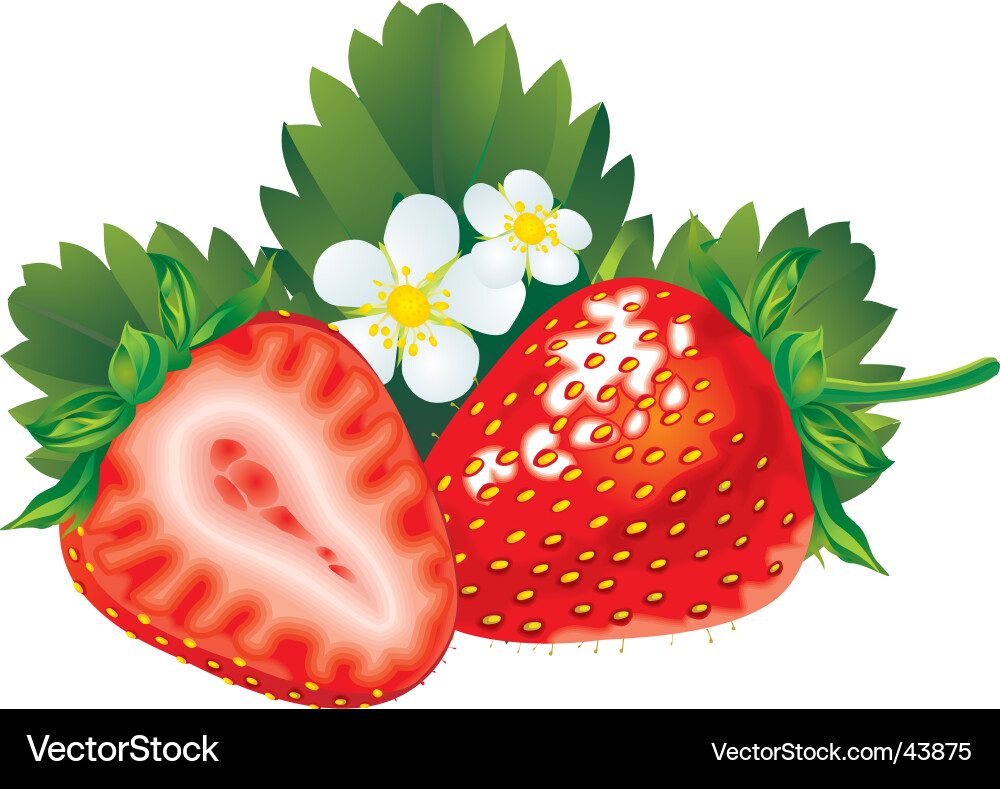 Strawberry Royalty Free Vector Image - VectorStock