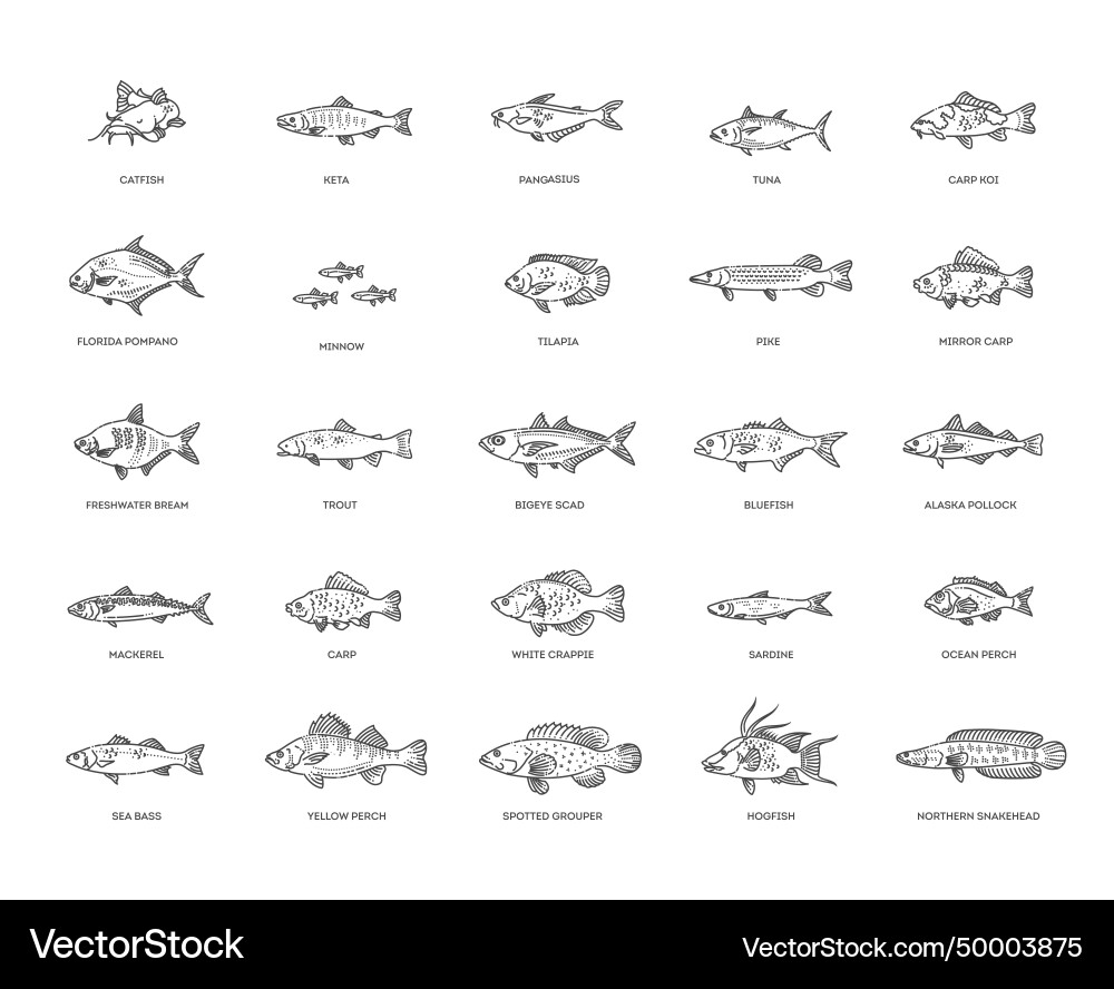 Types marine ocean fish and freshwater Royalty Free Vector