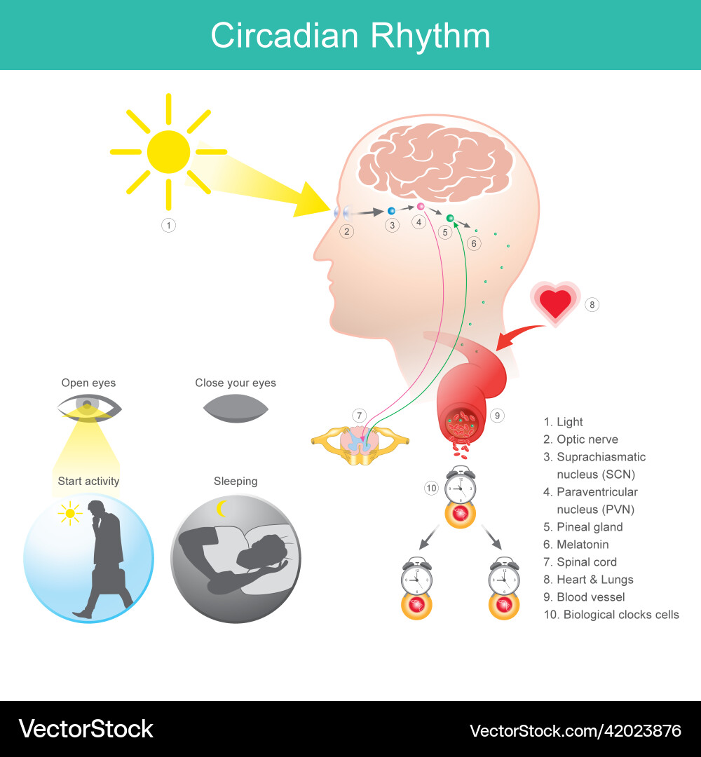 Circadian Rhythm Explained Royalty Free Vector Image