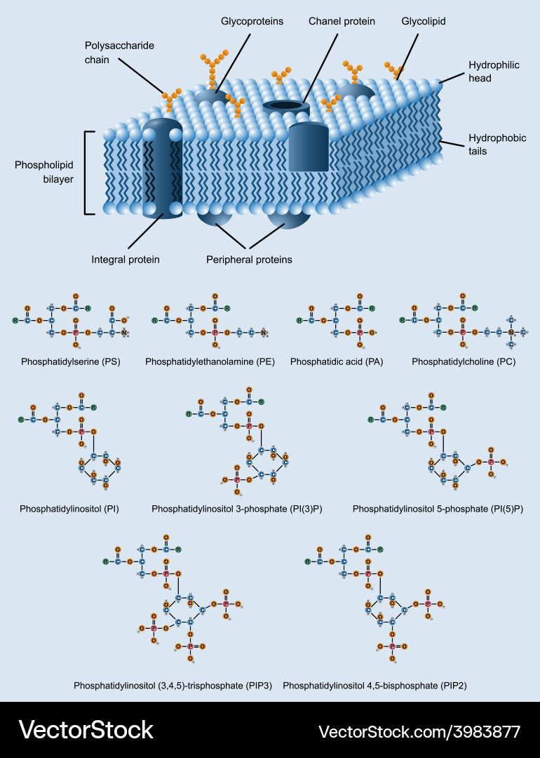 Cell Membrane Phospholipid Structure Royalty Free Vector
