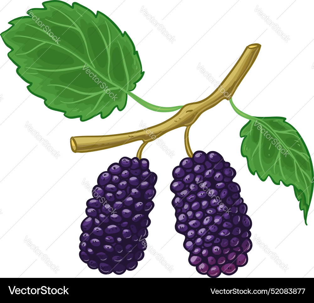 Mulberries on the branch with leaves Royalty Free Vector