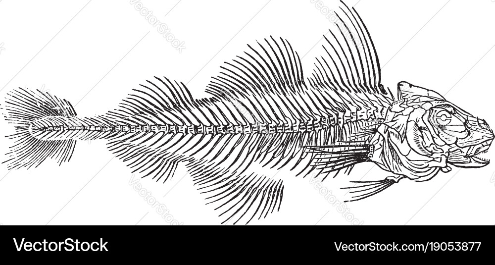 Vintage Haddock Line Drawing Royalty Free Vector Image
