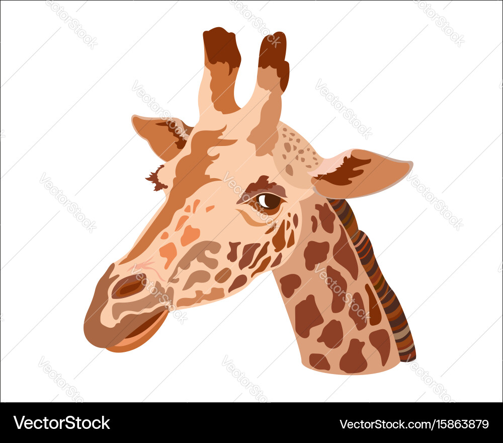 African giraffe head Royalty Free Vector Image