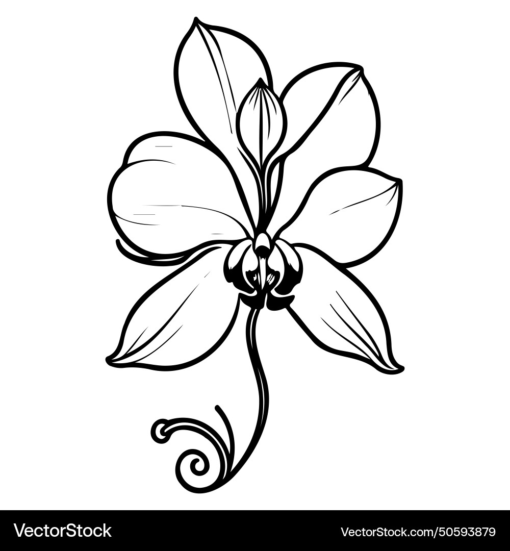 Outline doodle orchid flower leaf sketch draw Vector Image