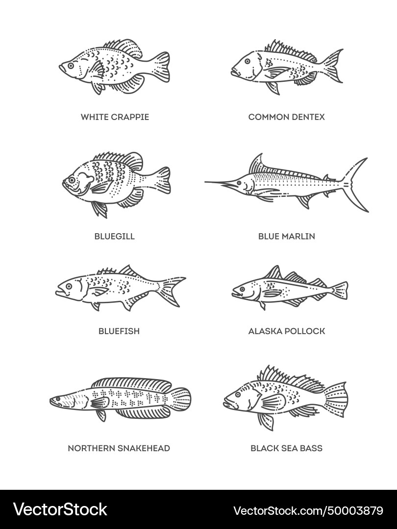 Set of outline fish icons flat Royalty Free Vector Image