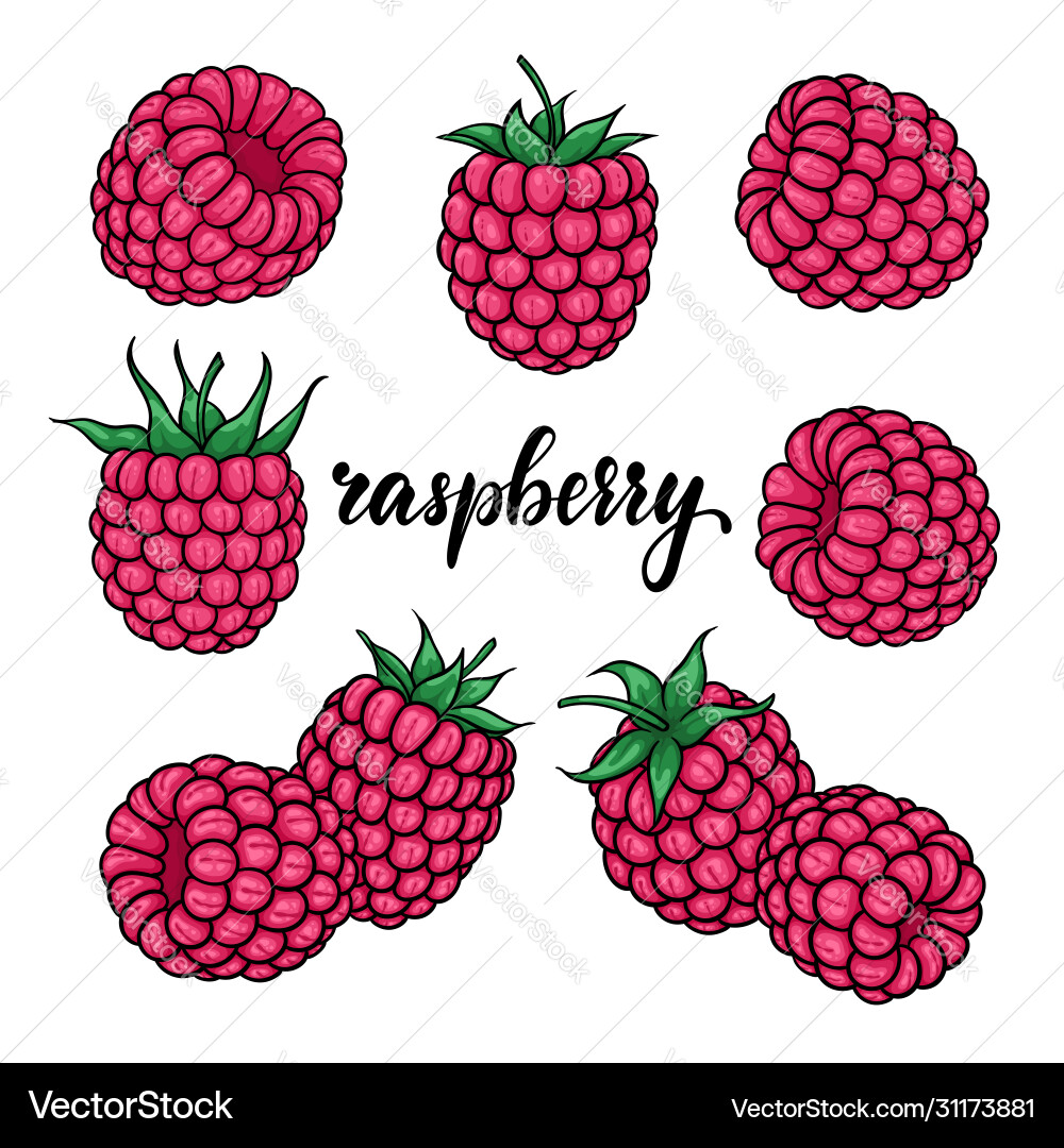 Pink Raspberry Set Royalty Free Vector Image - VectorStock