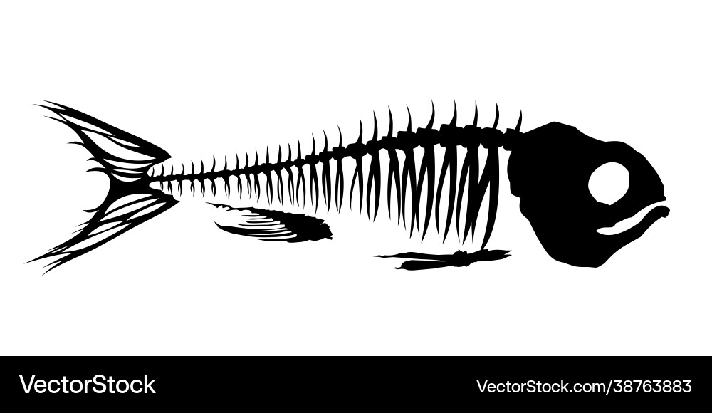 A skeleton big fish Royalty Free Vector Image - VectorStock