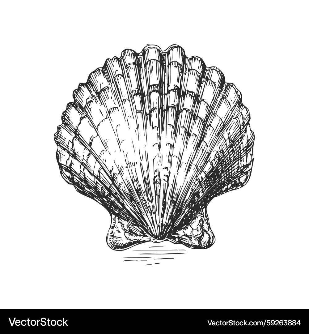 Detailed Scallop Shell - Vintage Etching – Royalty-Free Vector ...