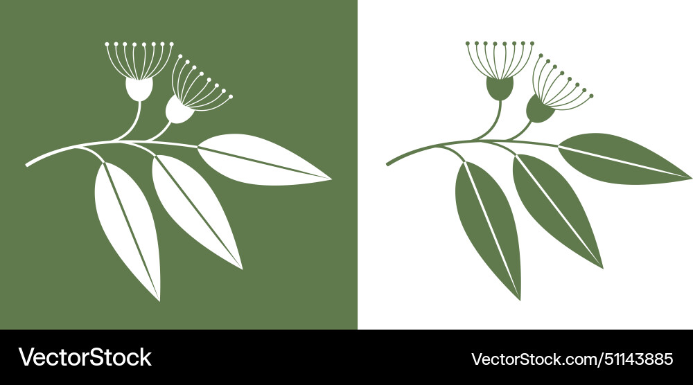 Eucalyptus Royalty Free Vector Image - VectorStock