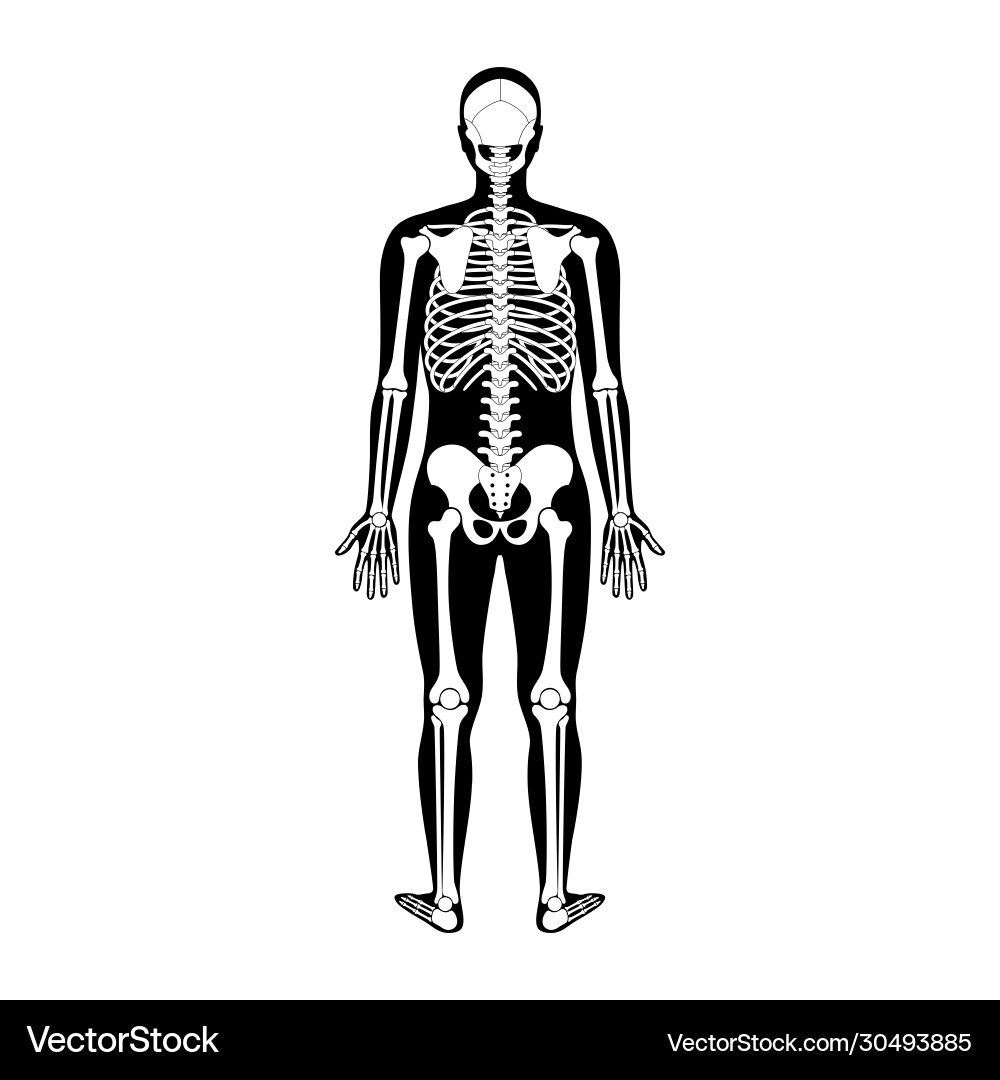 Mensch Skelett-Anatomie Lizenzfreies Vektorbild