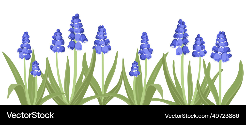 Drawing wild flowersgrape hyacinth Royalty Free Vector Image