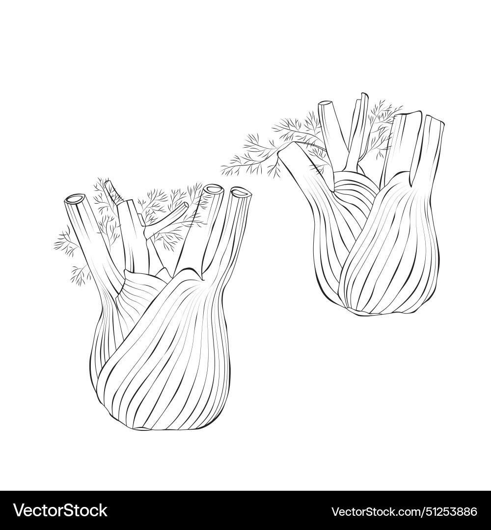 Fennel vegetable outline hand drawn i Royalty Free Vector