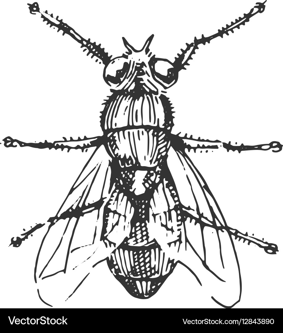 Beetle insect species isolated engraved hand Vector Image