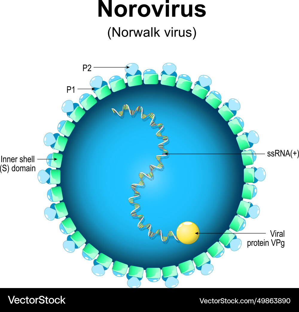 Norovirus 2021