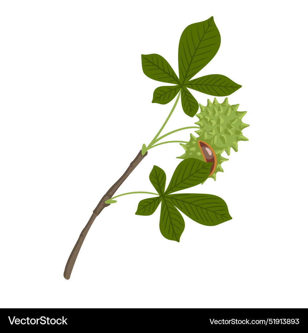 Drawing tree branchbuckeye horse chestnu Vector Image