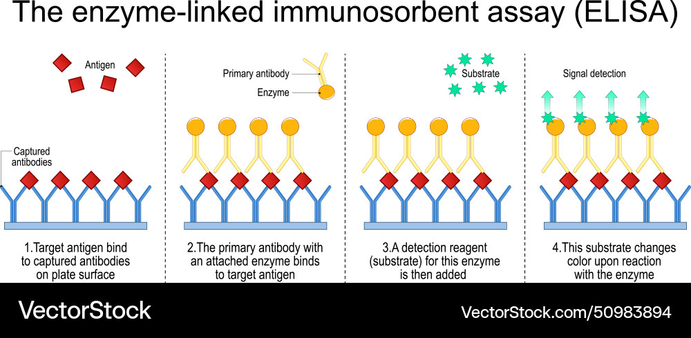 Enzyme-linked immunosorbent assay the steps Vector Image