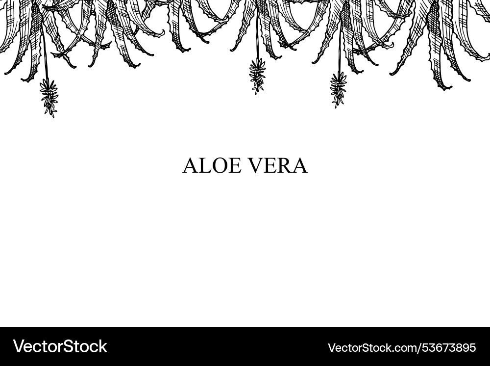 Banner with engraved plants aloe vera for text Vector Image