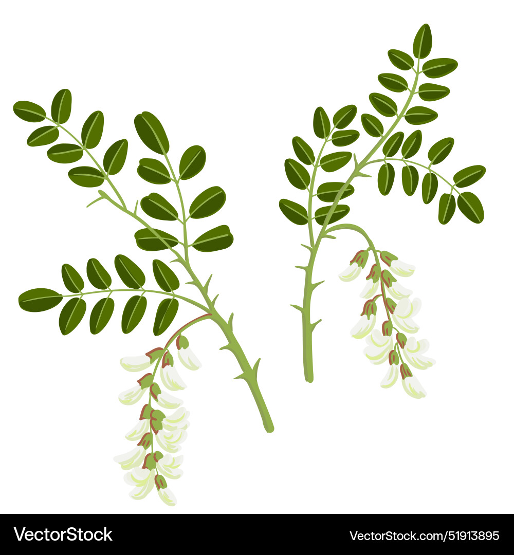 Drawing tree branch black locust Royalty Free Vector Image