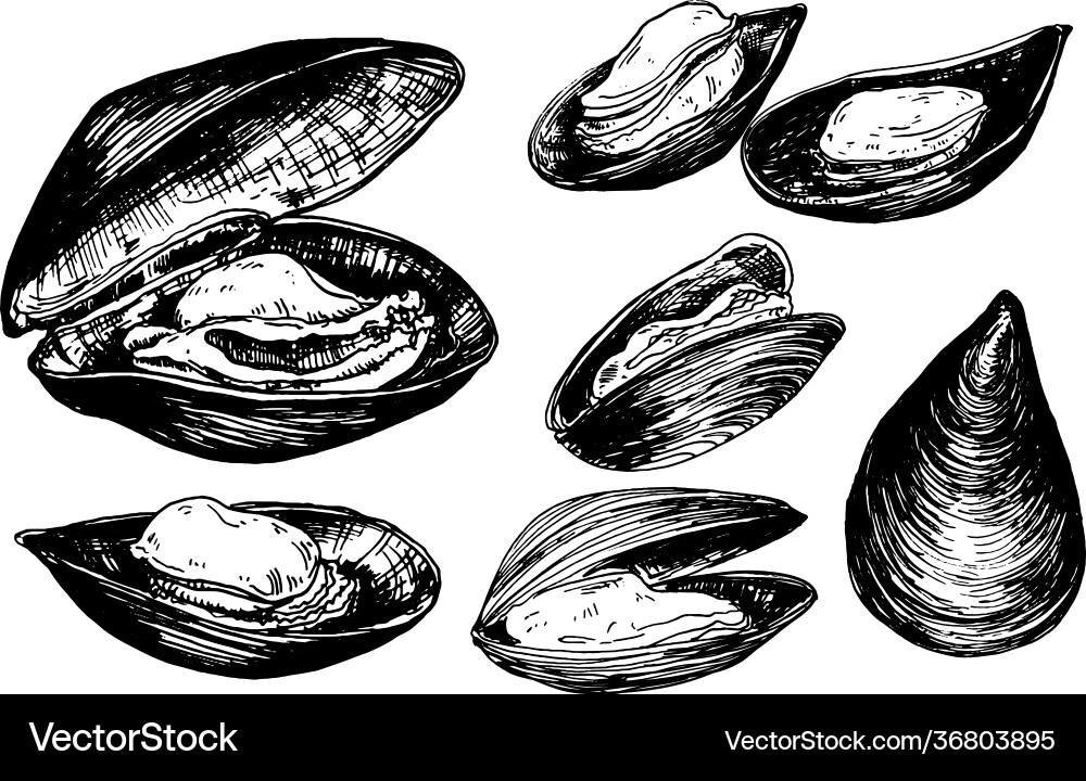 Hand drawn mussels Royalty Free Vector Image - VectorStock