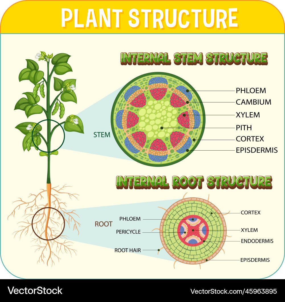 Internal structure of root diagram Royalty Free Vector Image