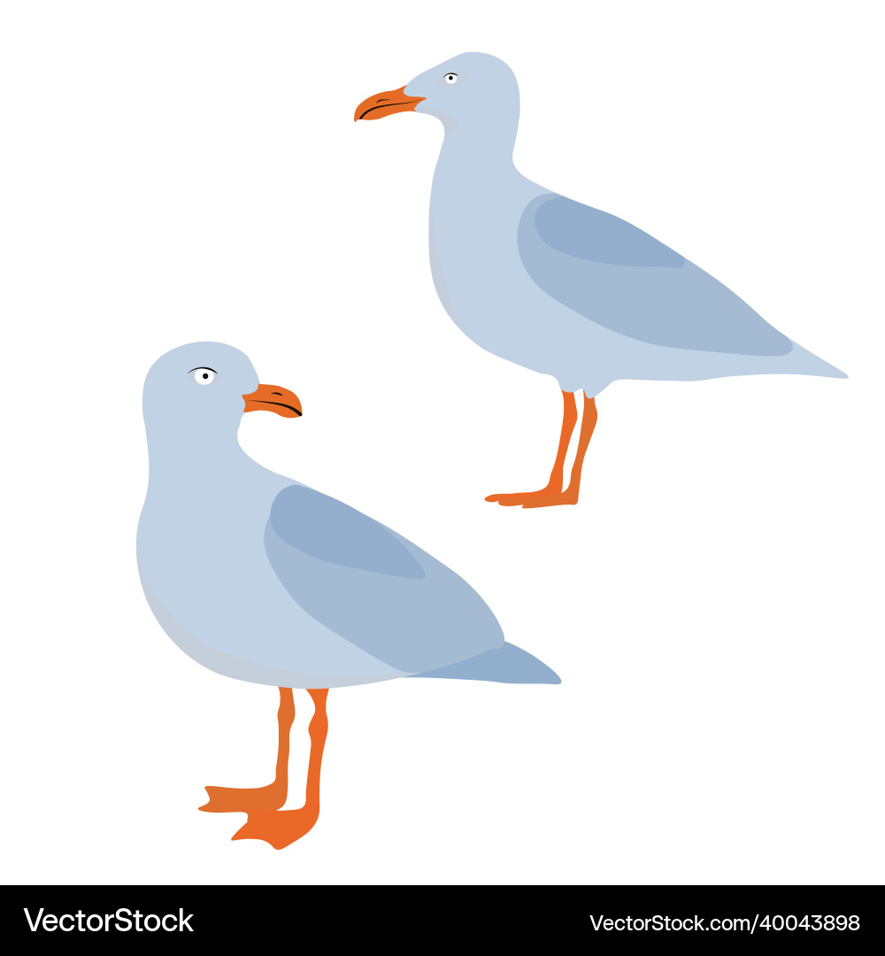 Seagull bird Royalty Free Vector Image - VectorStock