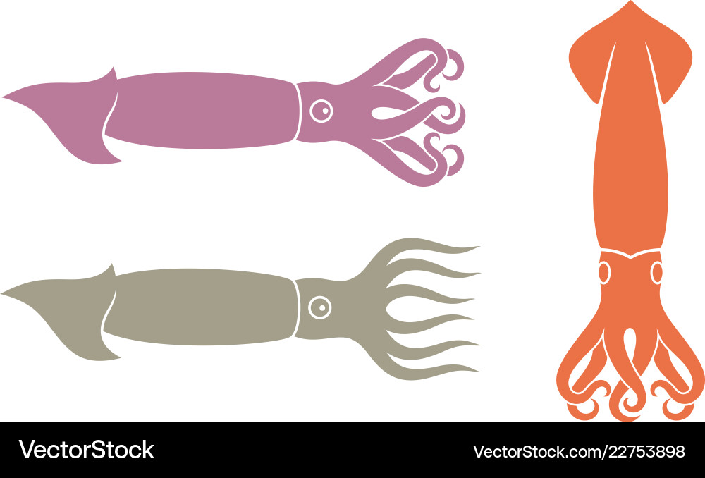 Squid Royalty Free Vector Image - VectorStock