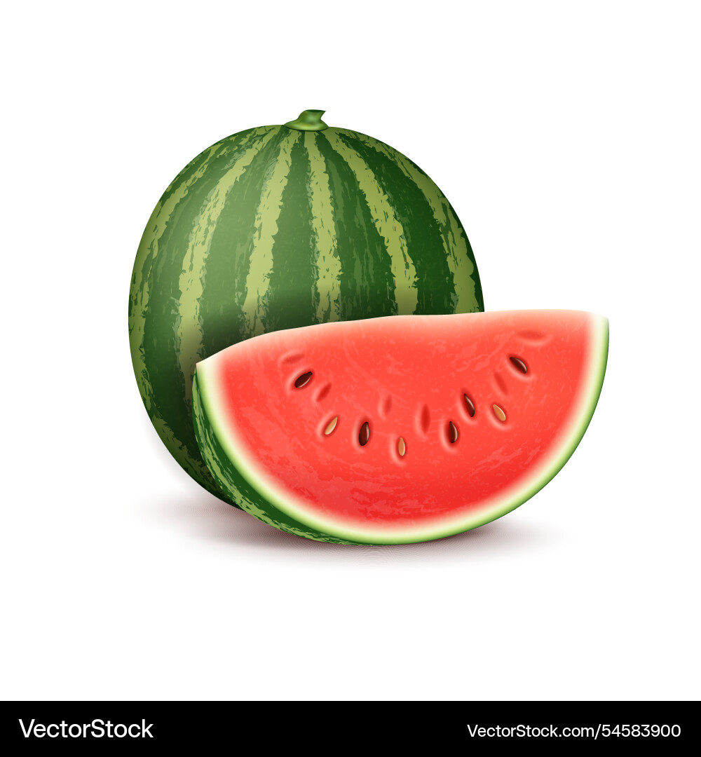 Realistic detailed 3d whole watermelon and slice Vector Image